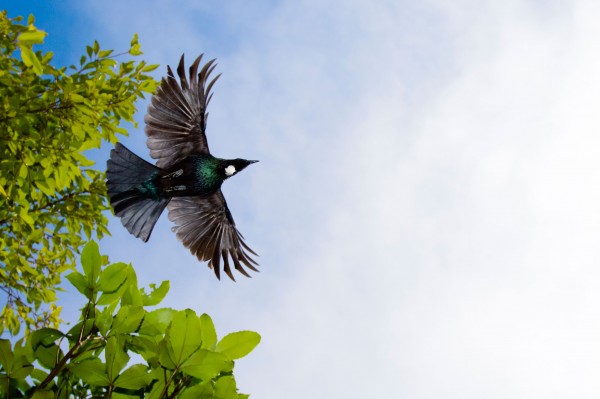 Tui | New Zealand Geographic