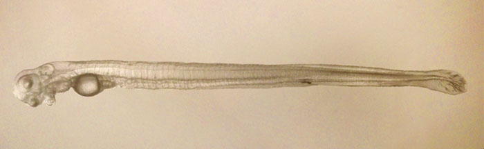 Taniwha | New Zealand Geographic