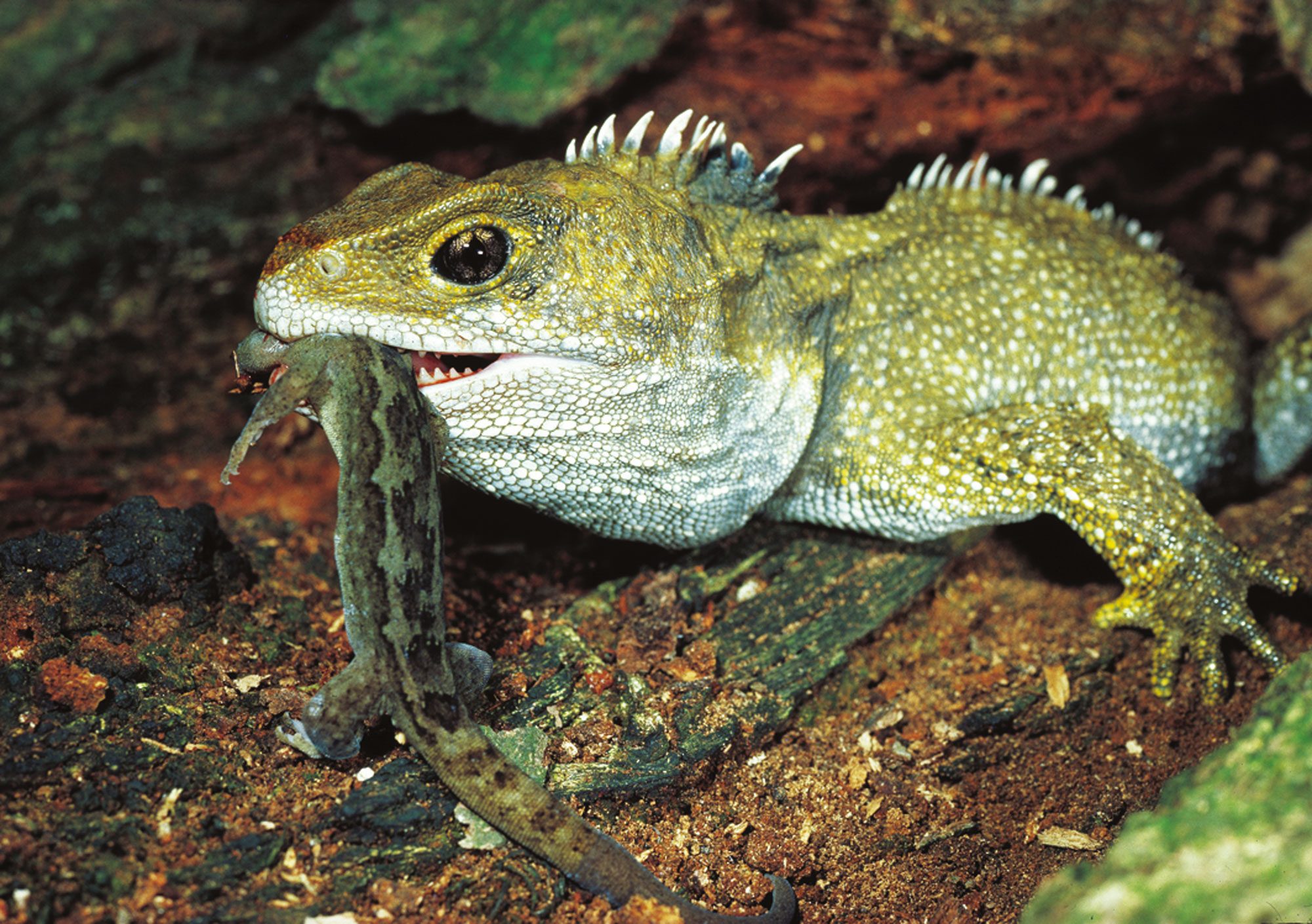 Critters | New Zealand Geographic