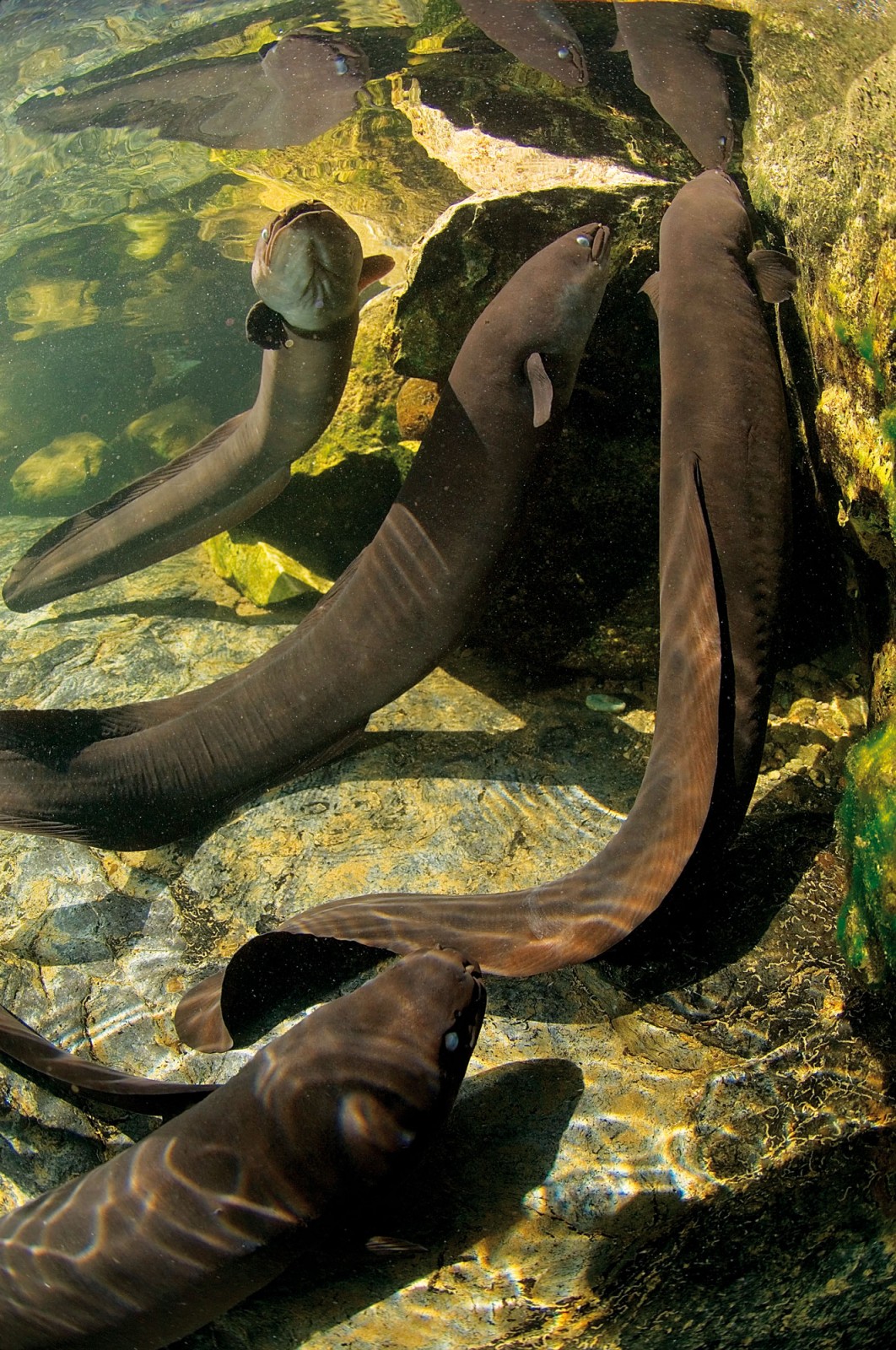 Taniwha | New Zealand Geographic