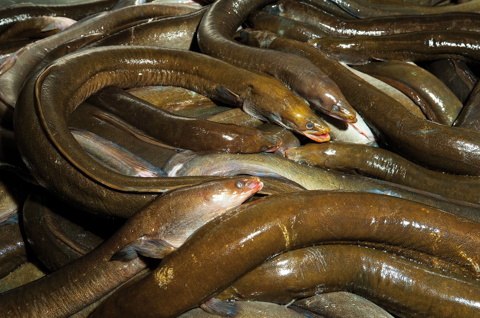 Taniwha | New Zealand Geographic