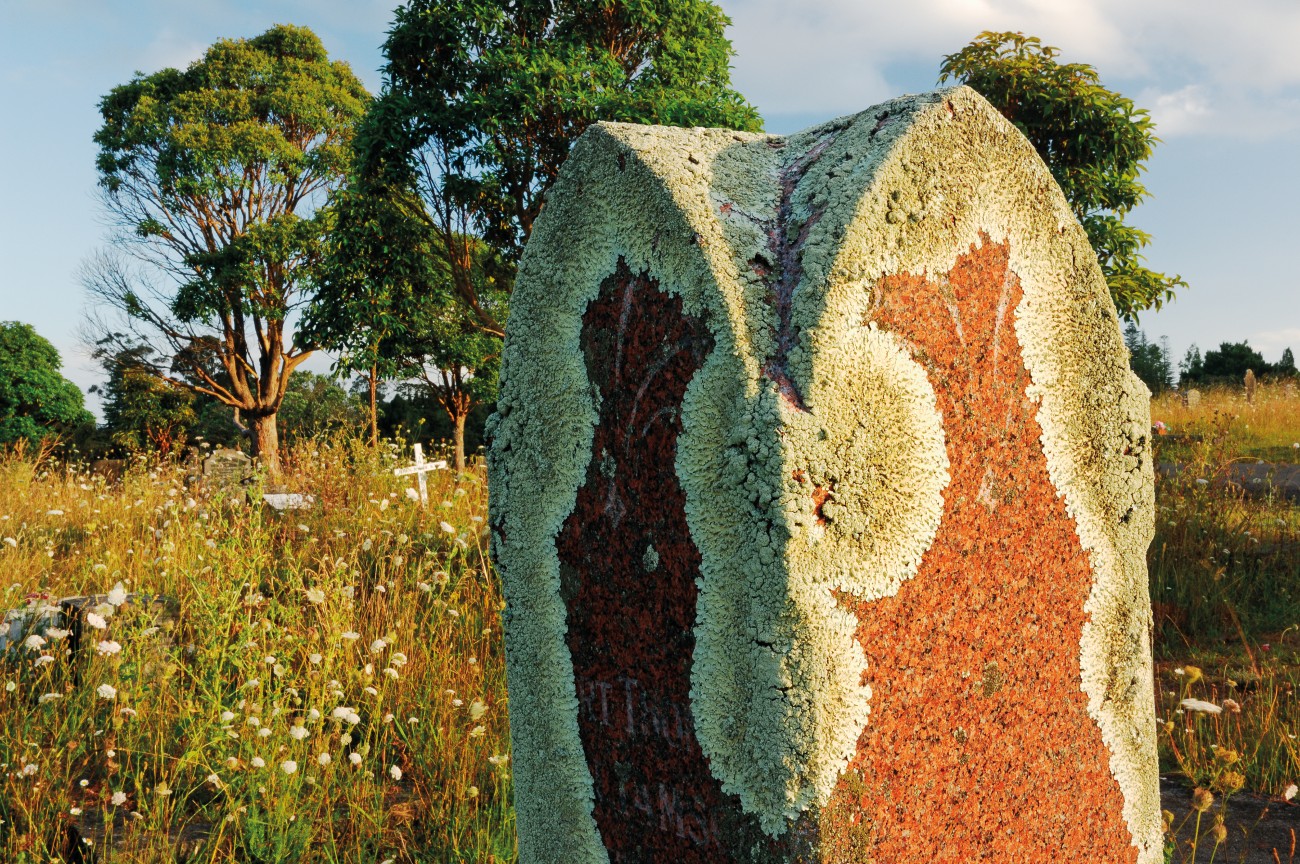 The microscopic world of lichens | New Zealand Geographic
