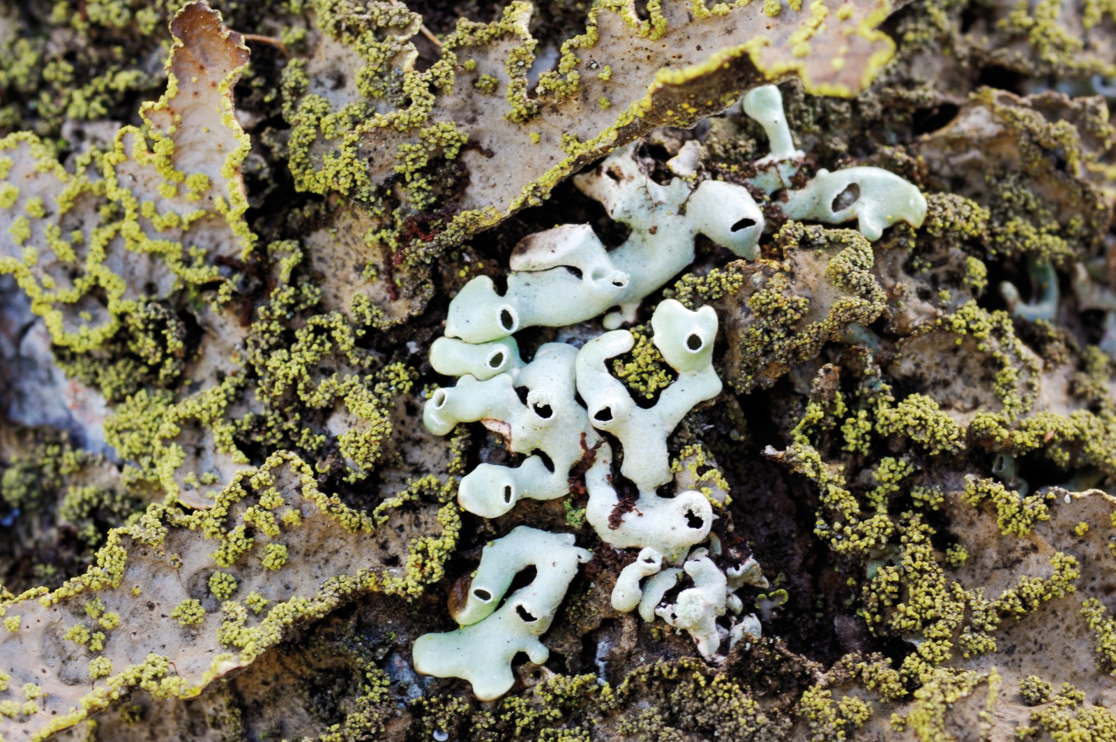 The microscopic world of lichens | New Zealand Geographic