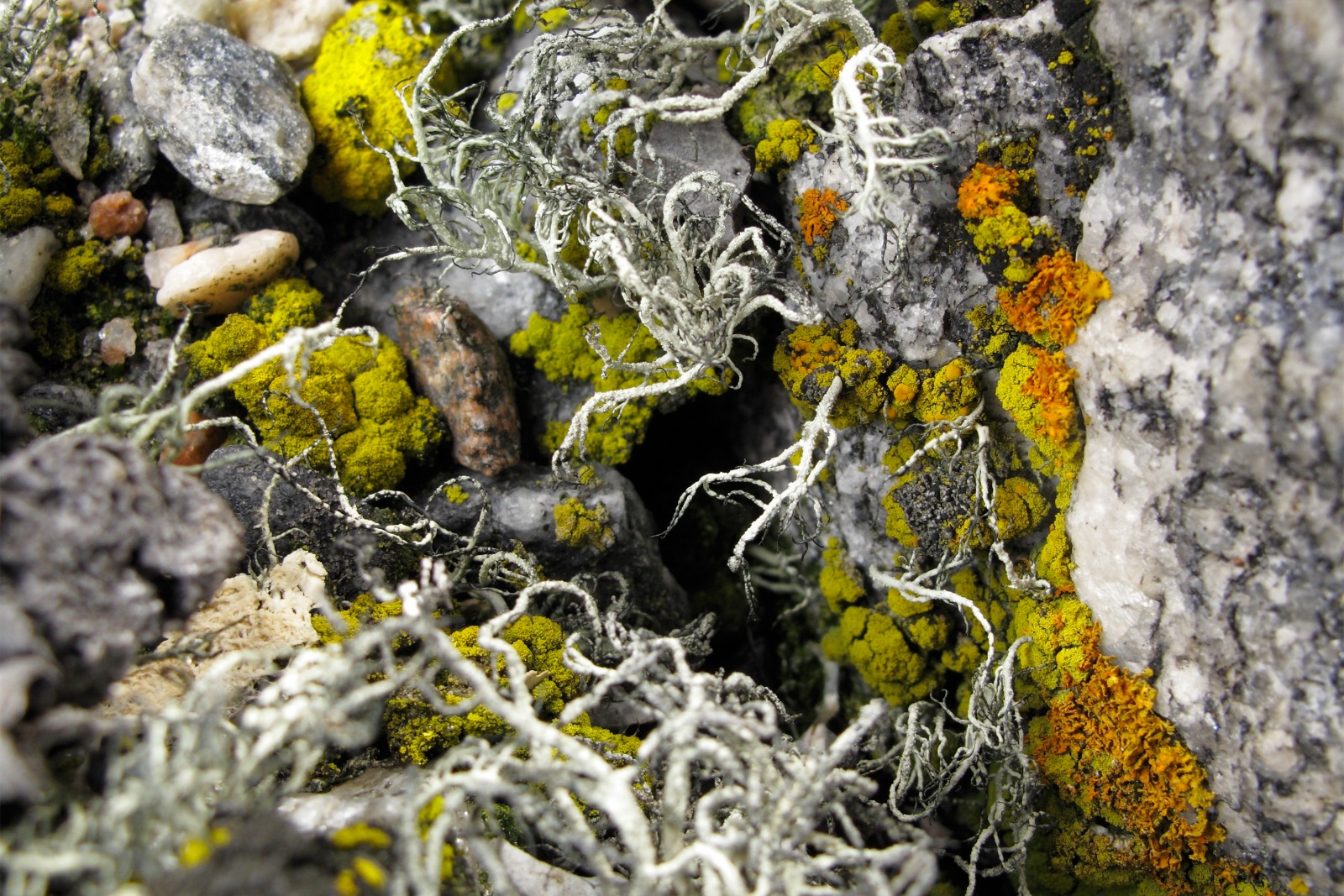The microscopic world of lichens | New Zealand Geographic