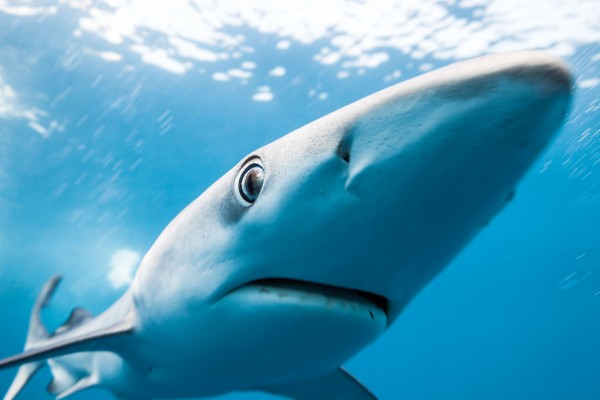 Denizens of the Deep | New Zealand Geographic