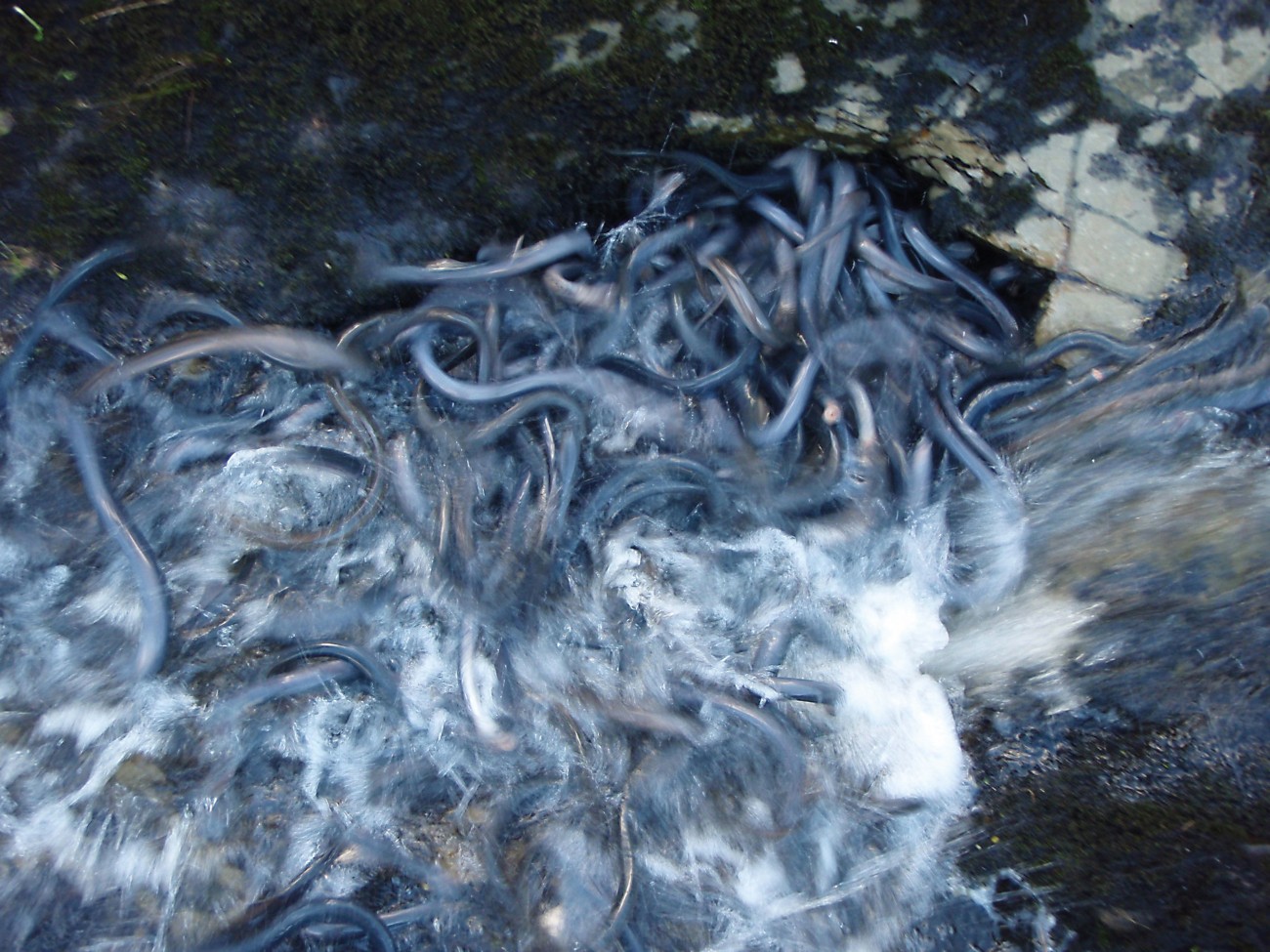 Blood suckers | New Zealand Geographic