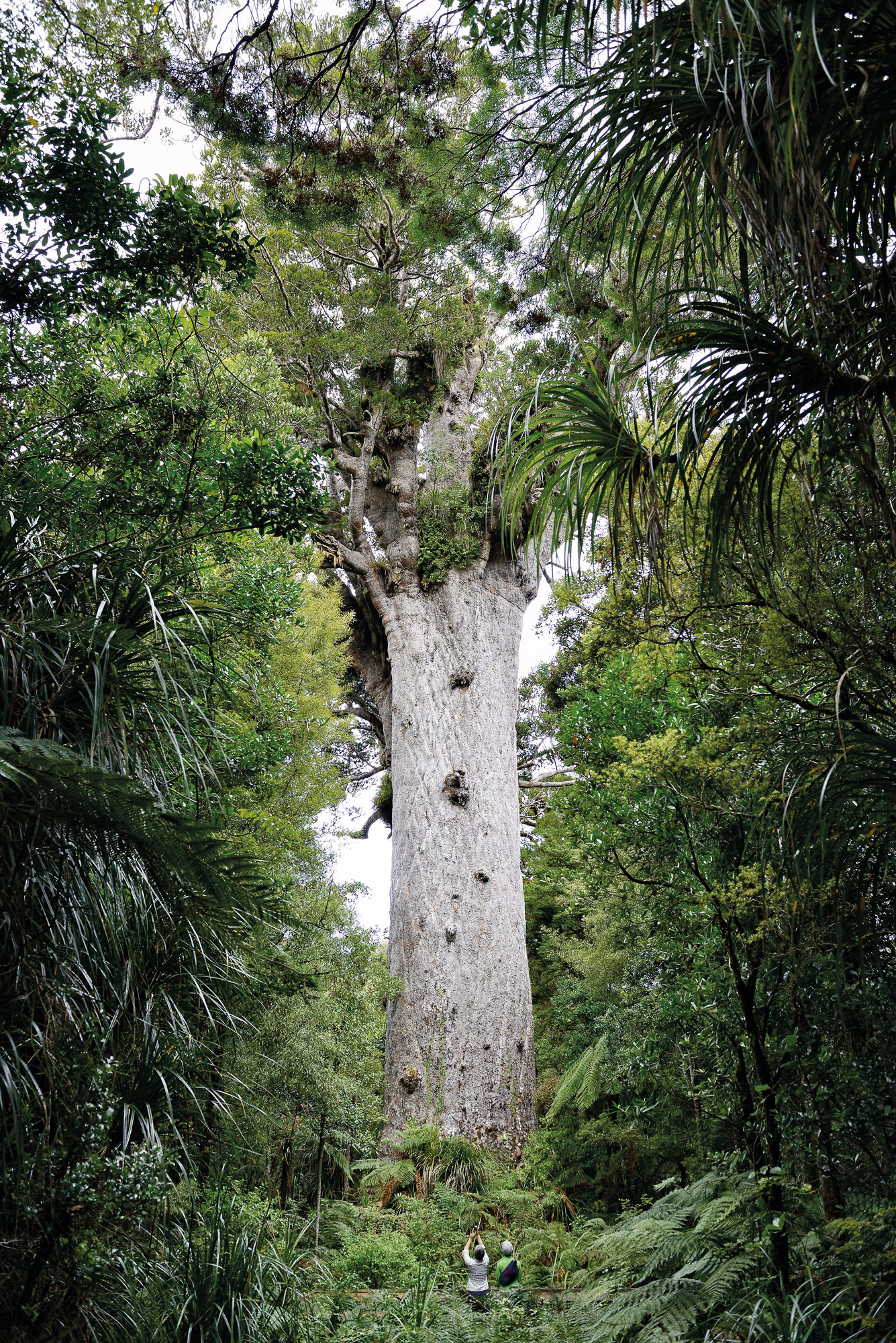 The future of our forests | New Zealand Geographic