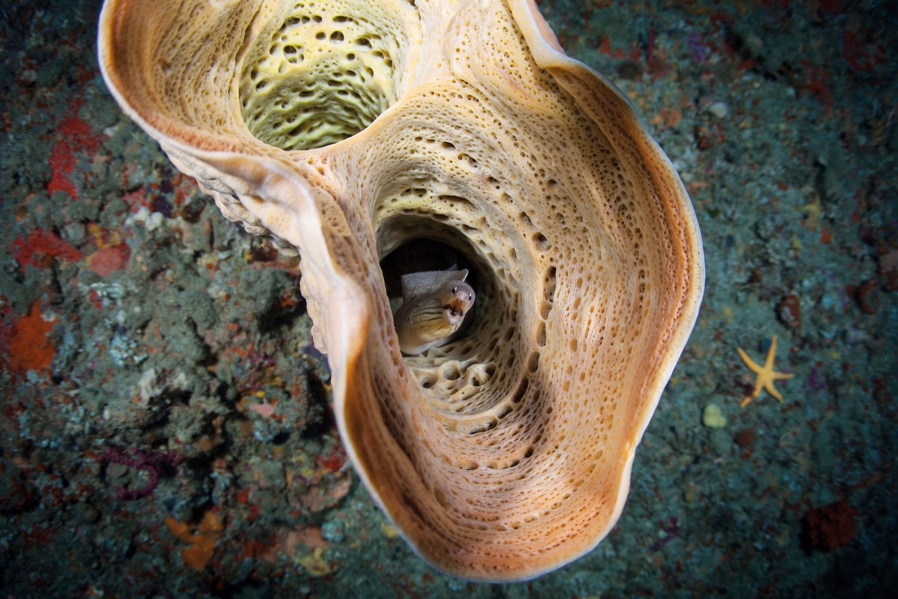 For the love of sponges | New Zealand Geographic