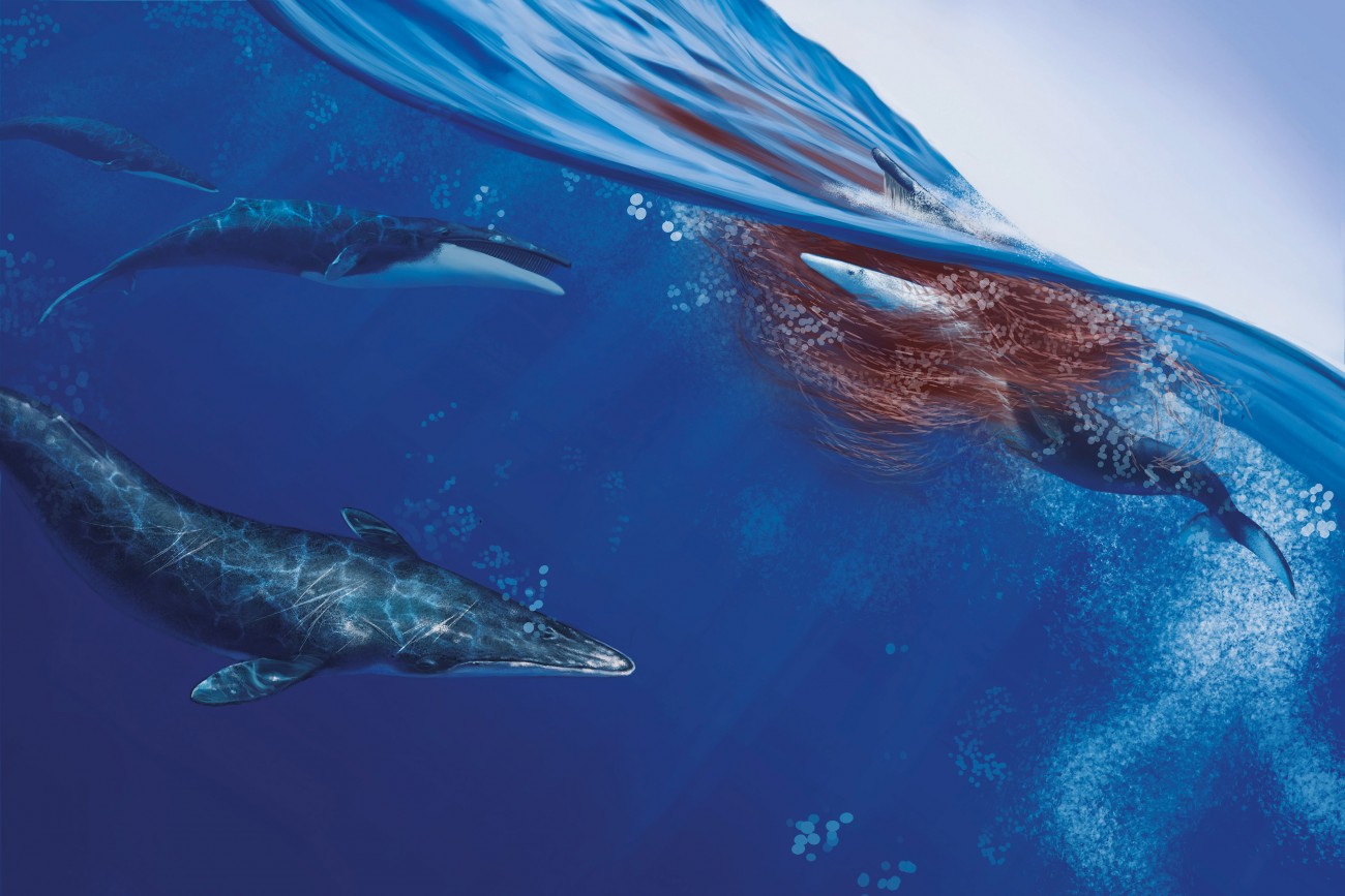 Valley of the whales | New Zealand Geographic