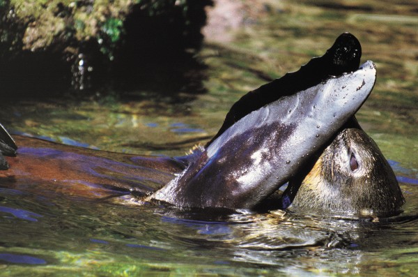 Seals - On the Rebound | New Zealand Geographic