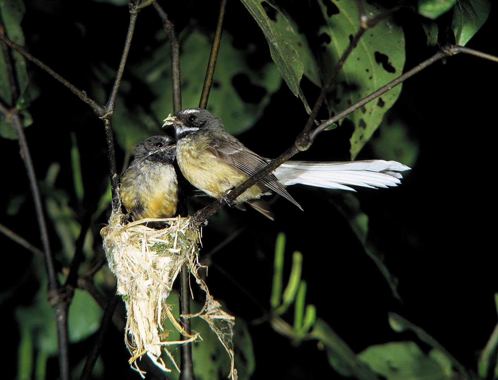 Silence of the Fantails | New Zealand Geographic