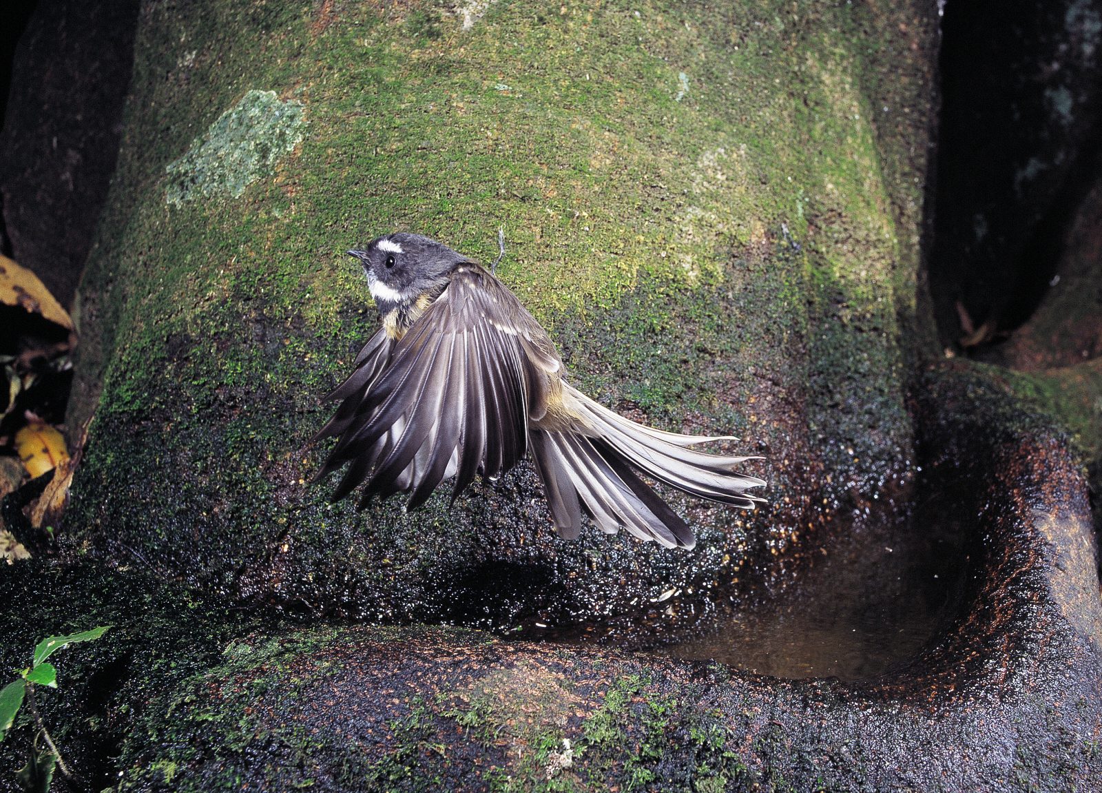 Silence of the Fantails | New Zealand Geographic