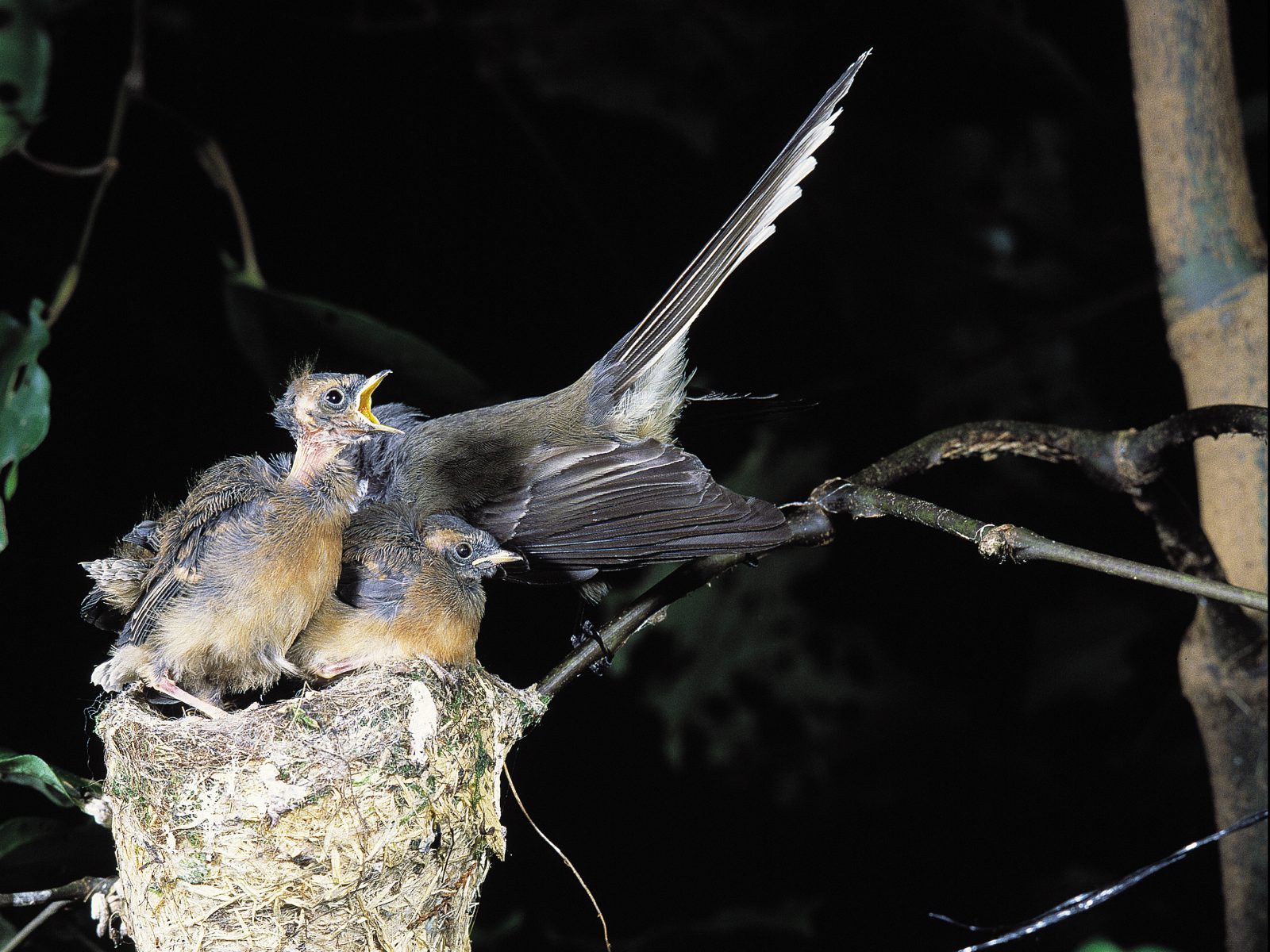 Silence of the Fantails | New Zealand Geographic