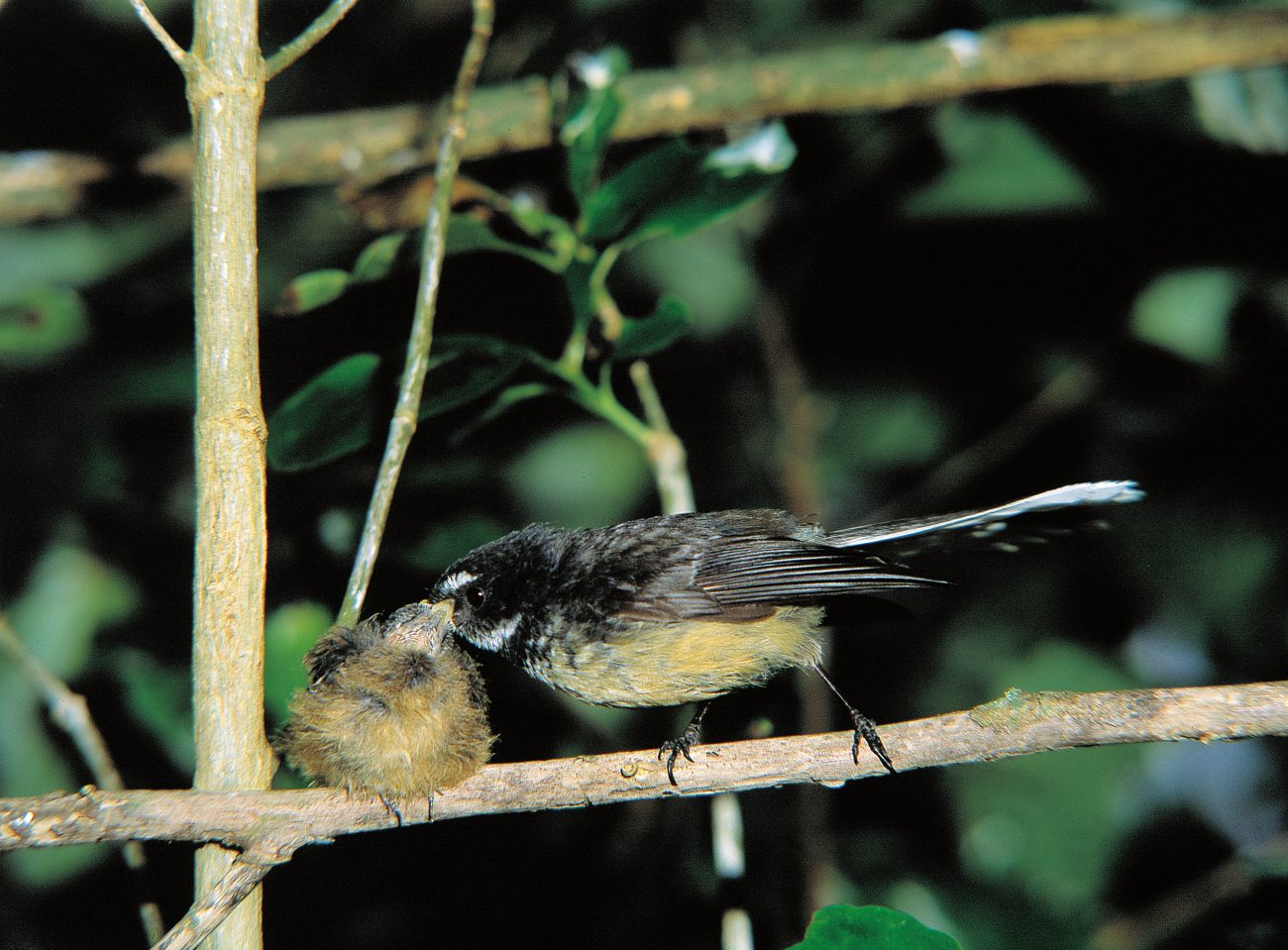 Silence of the Fantails | New Zealand Geographic