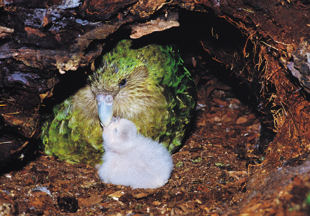 Kākāpō: Bird on the brink | New Zealand Geographic