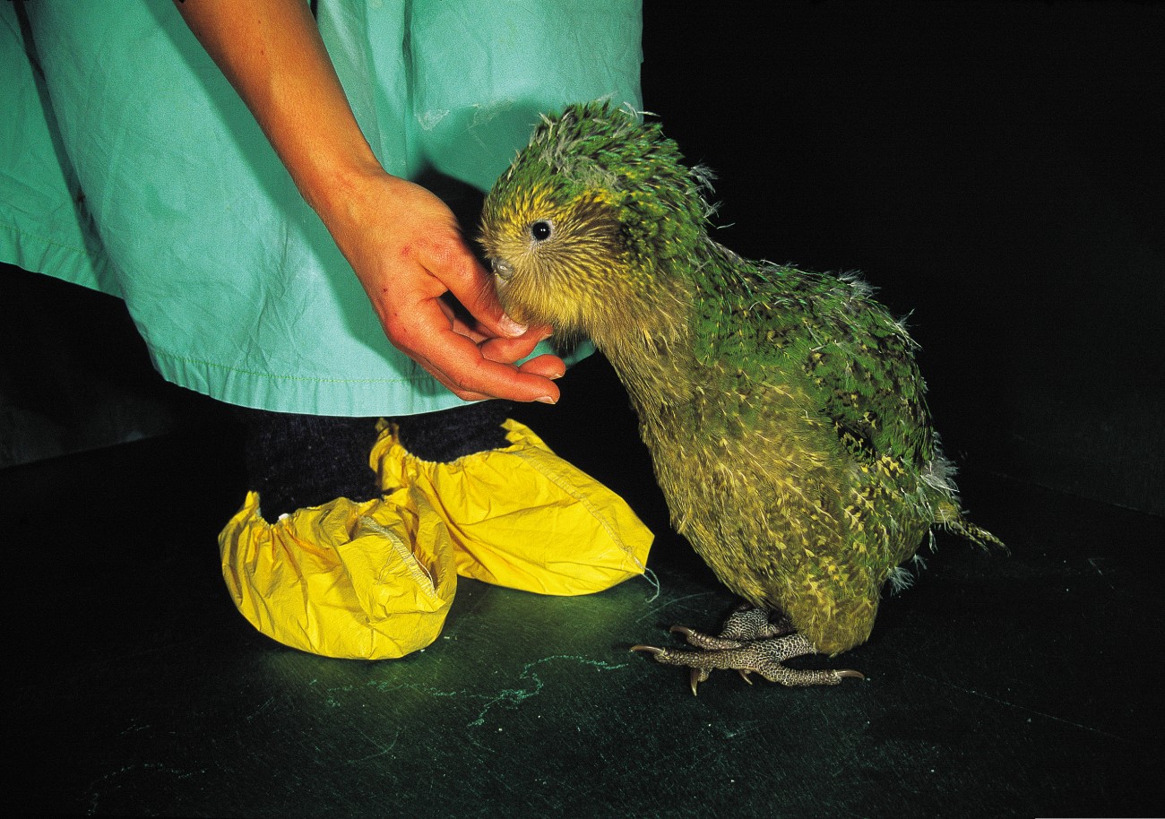 Minders: the kakapo caregivers of Codfish Island | New Zealand Geographic