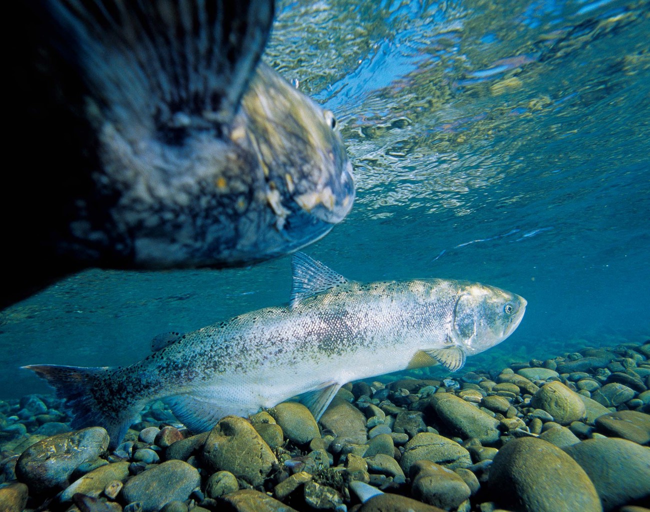 Salmon: the miracle fish | New Zealand Geographic