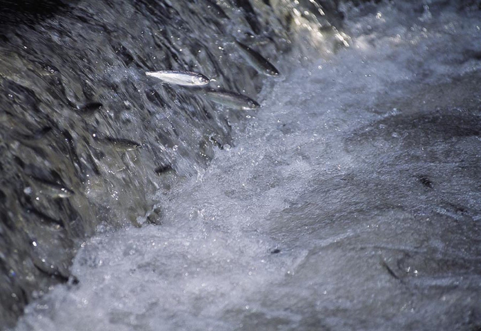 Salmon: the miracle fish | New Zealand Geographic