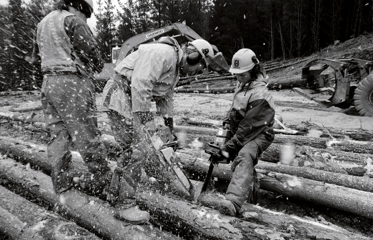 Logging the Cape | New Zealand Geographic
