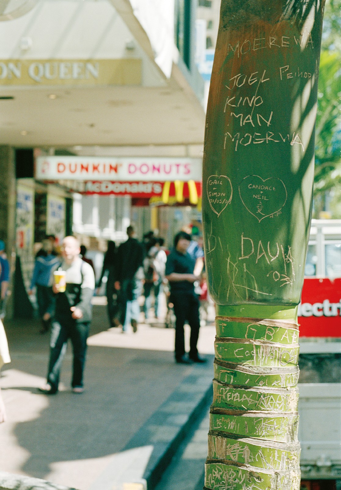 Nikau: the Kiwi palm | New Zealand Geographic
