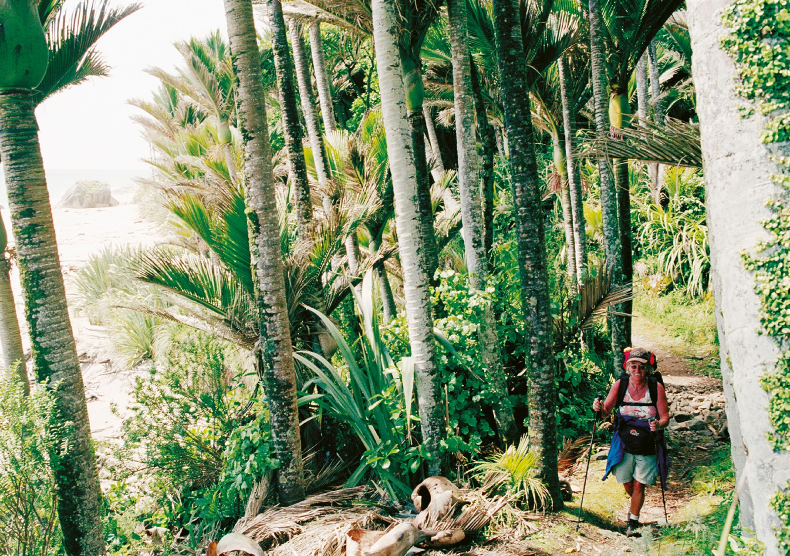 Nikau: the Kiwi palm | New Zealand Geographic