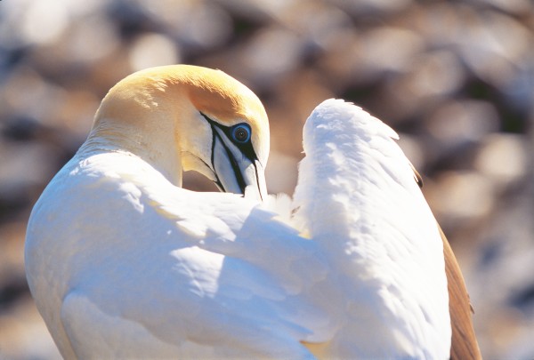 Gannets | New Zealand Geographic