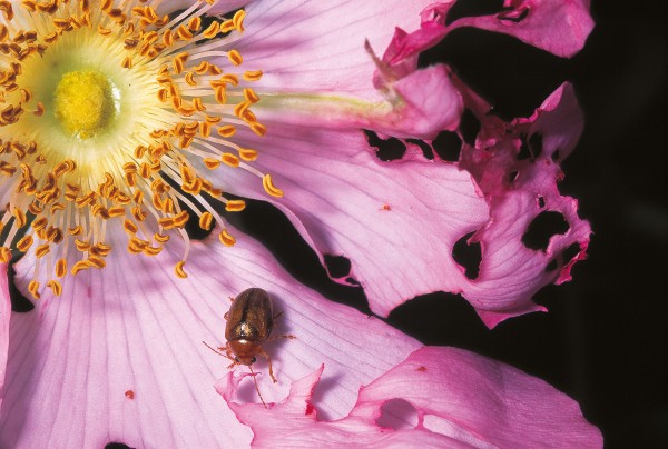 Garden Insects | New Zealand Geographic
