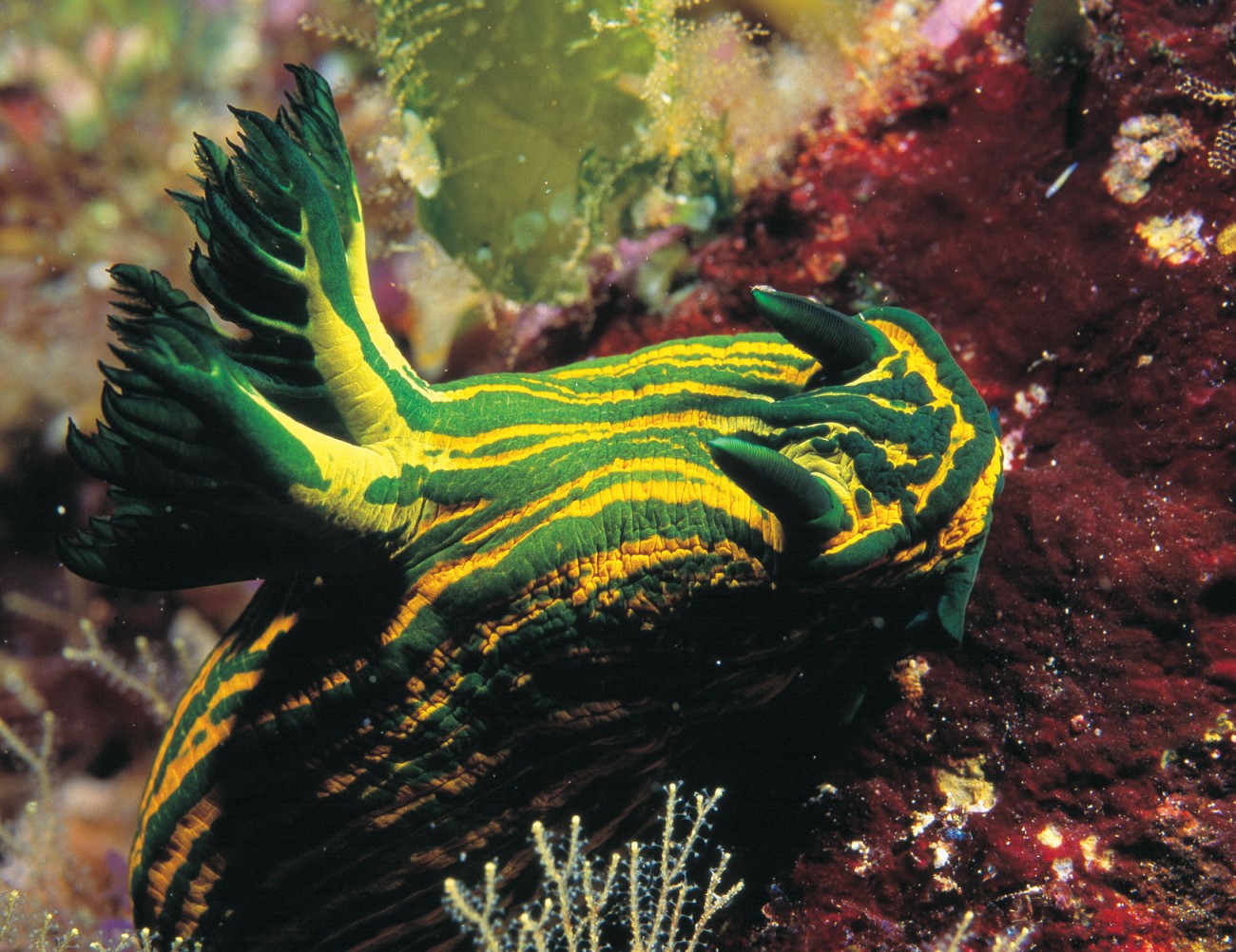 Beautiful slugs | New Zealand Geographic