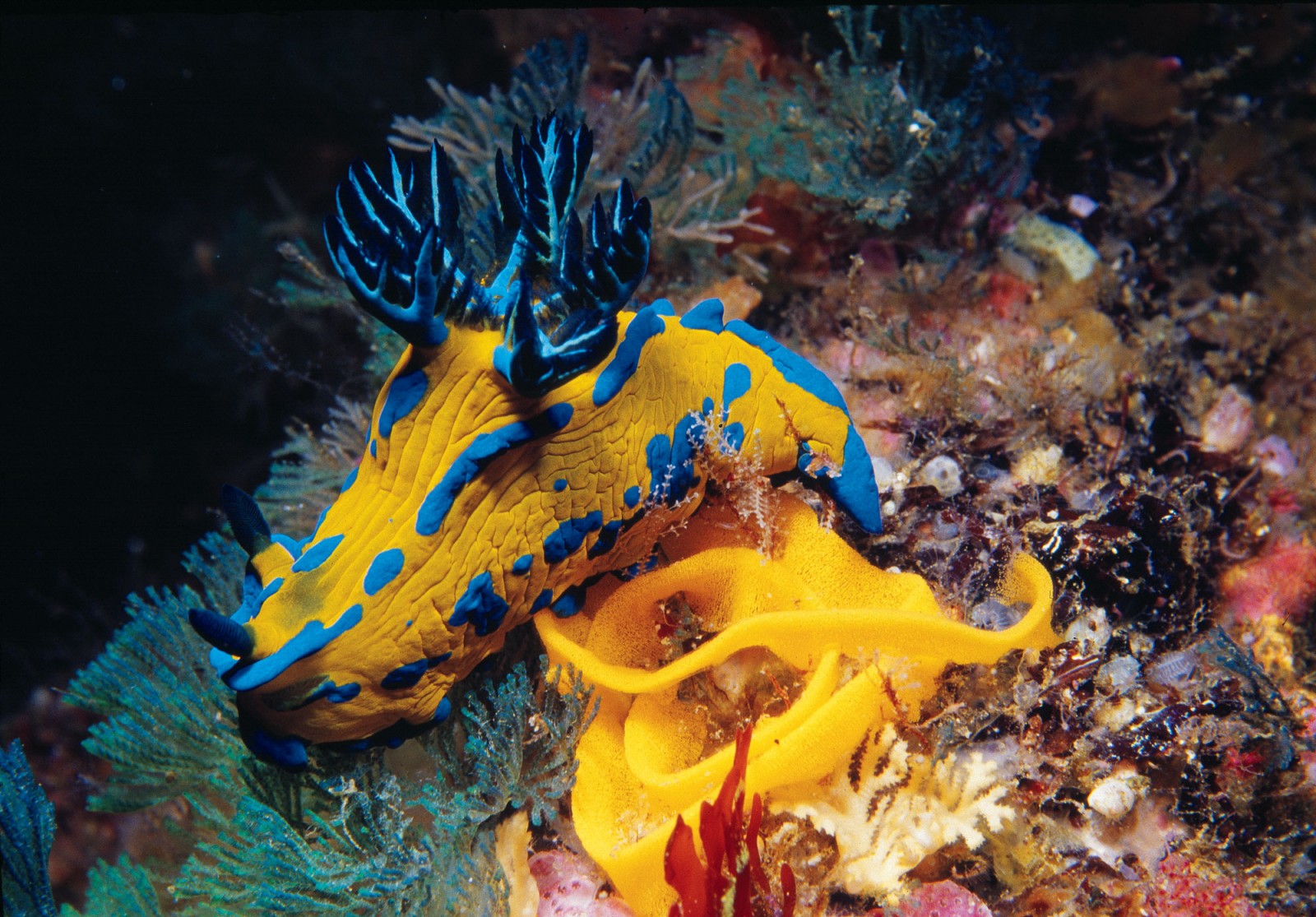 Beautiful slugs | New Zealand Geographic