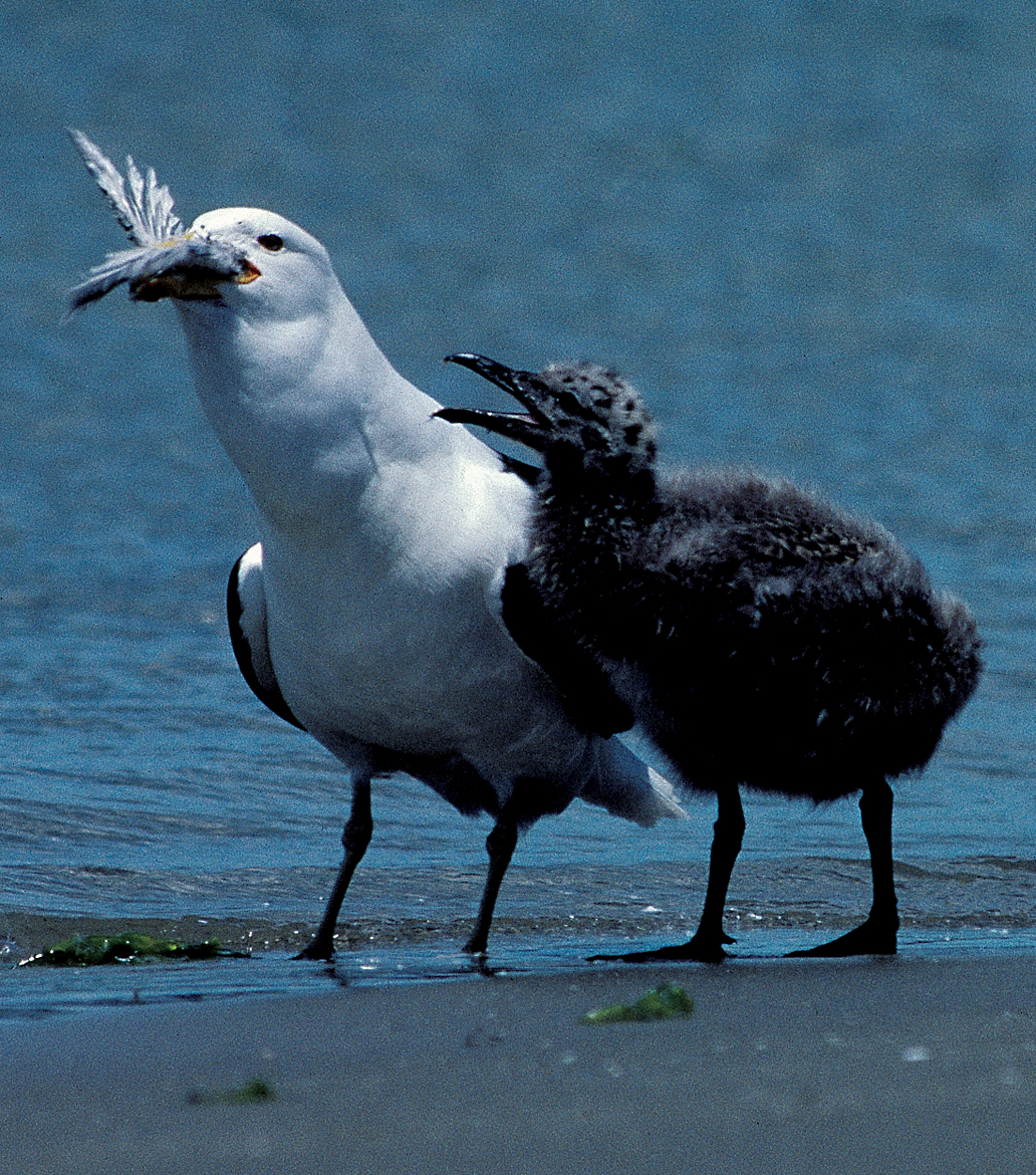 Black-backed gulls | New Zealand Geographic