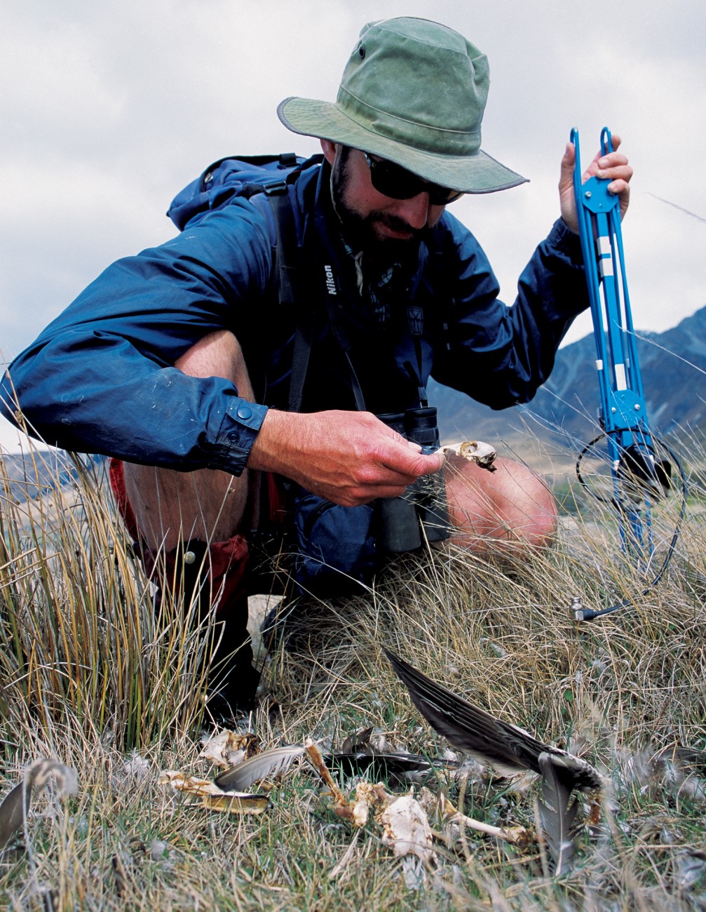 The menace of stoats | New Zealand Geographic