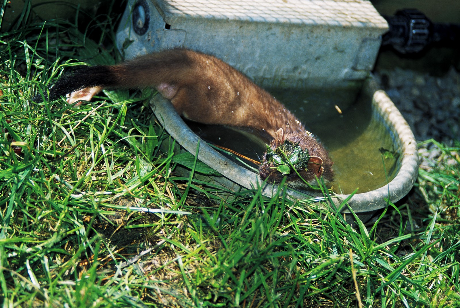 The menace of stoats | New Zealand Geographic