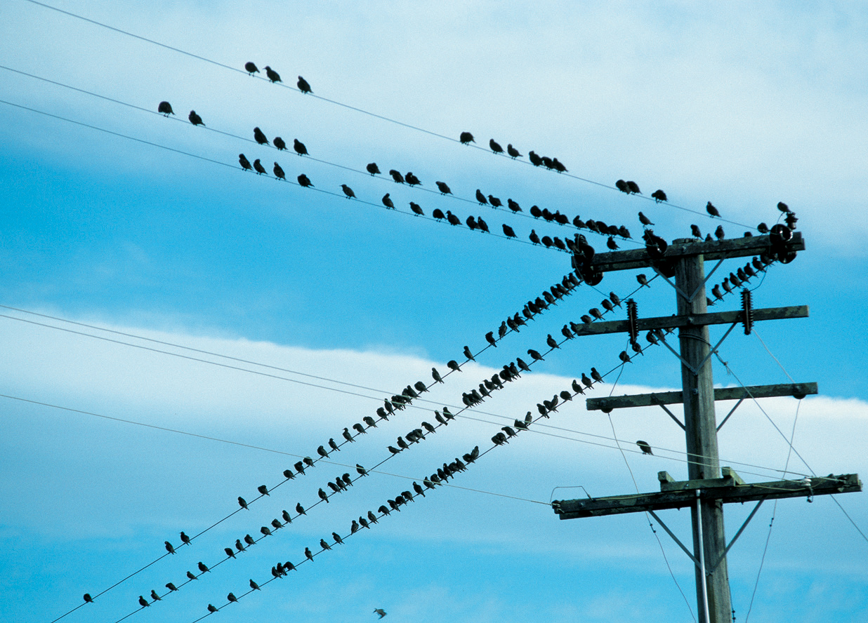 Suburban birds | New Zealand Geographic