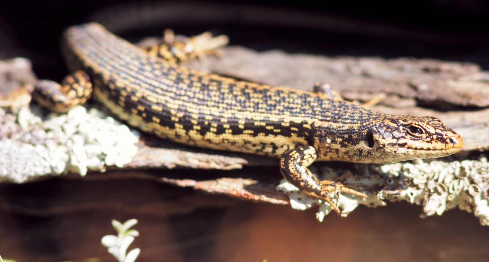 Near-extinct skinks | New Zealand Geographic