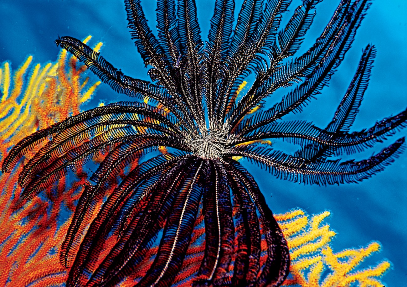 Invertebrate biodiversity | New Zealand Geographic