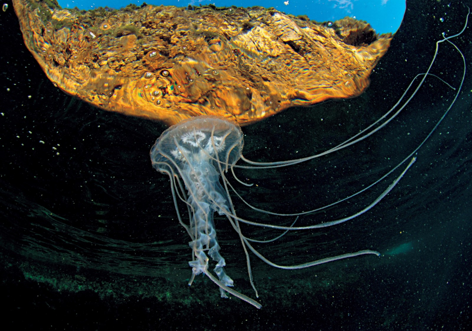 Poor Knights, rich seas | New Zealand Geographic