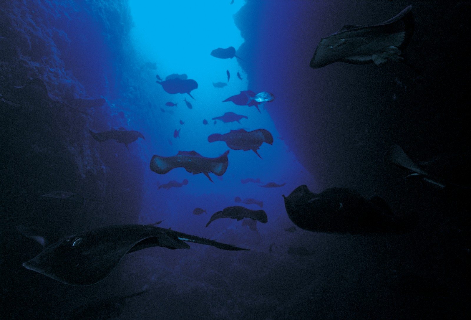 Poor Knights, rich seas | New Zealand Geographic