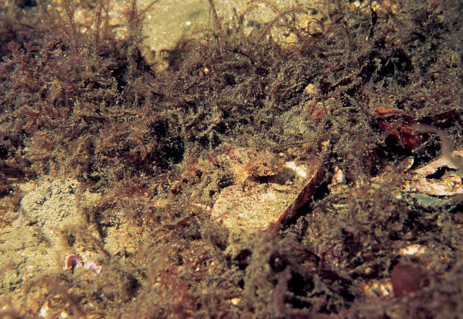 Triplefins | New Zealand Geographic