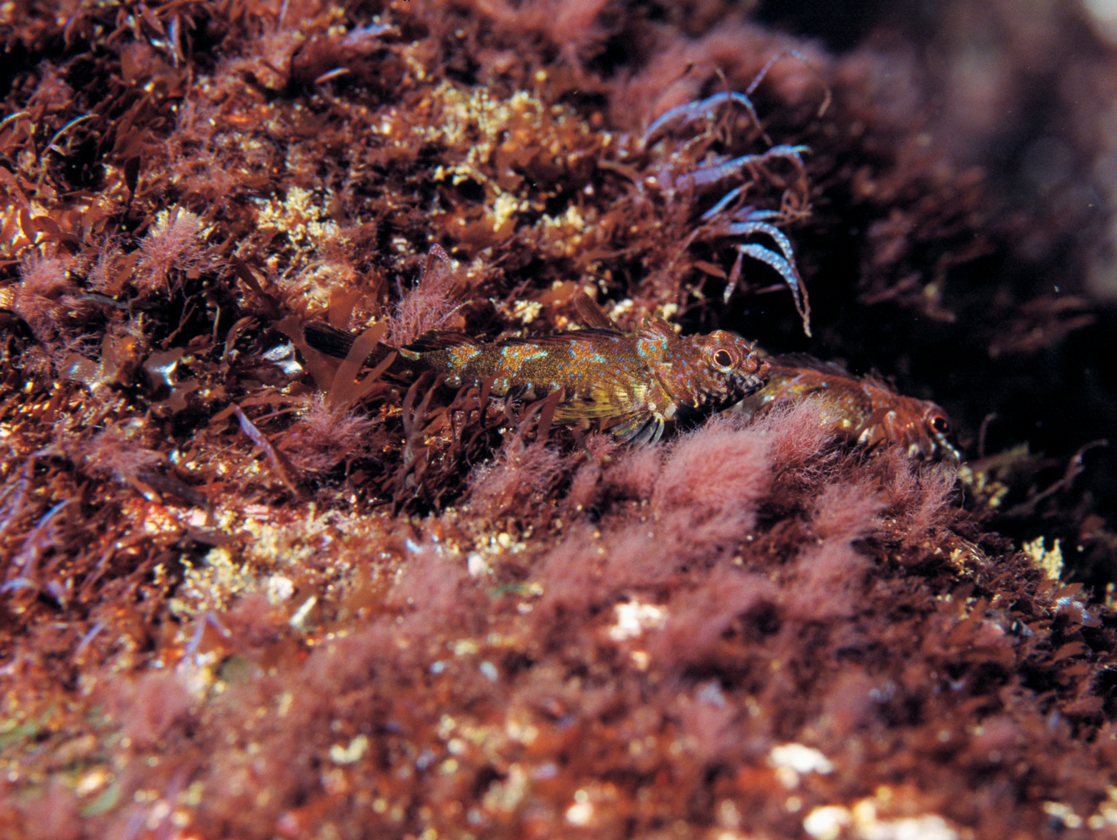 Triplefins | New Zealand Geographic