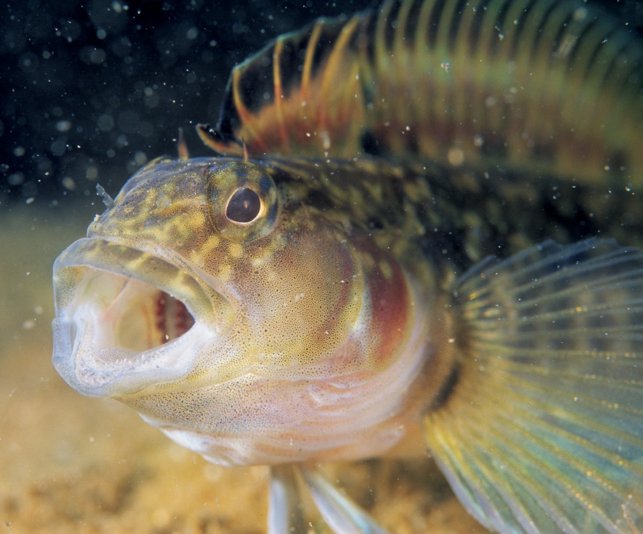 Triplefins | New Zealand Geographic