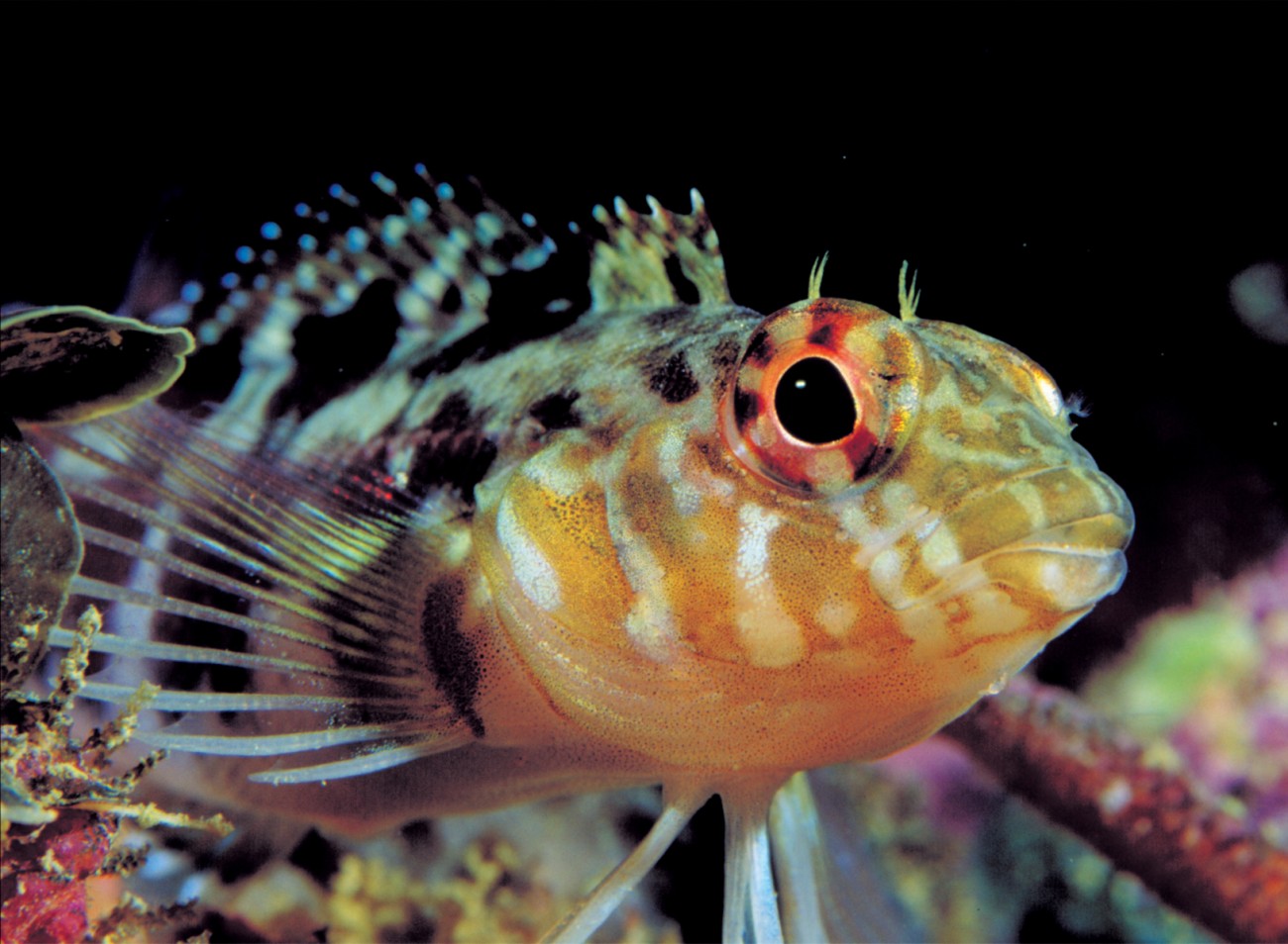 Triplefins | New Zealand Geographic