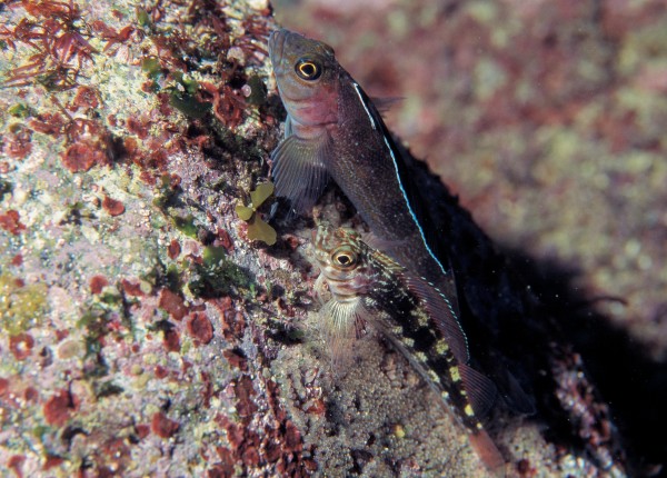 Triplefins | New Zealand Geographic