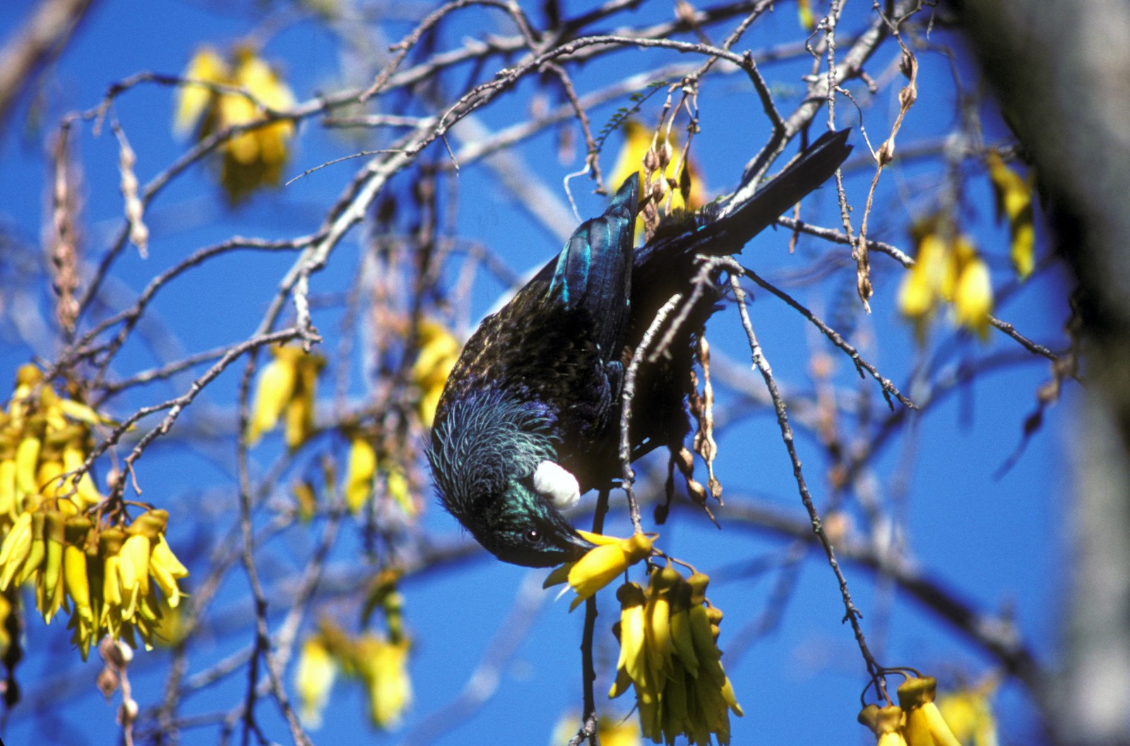 Kowhai | New Zealand Geographic