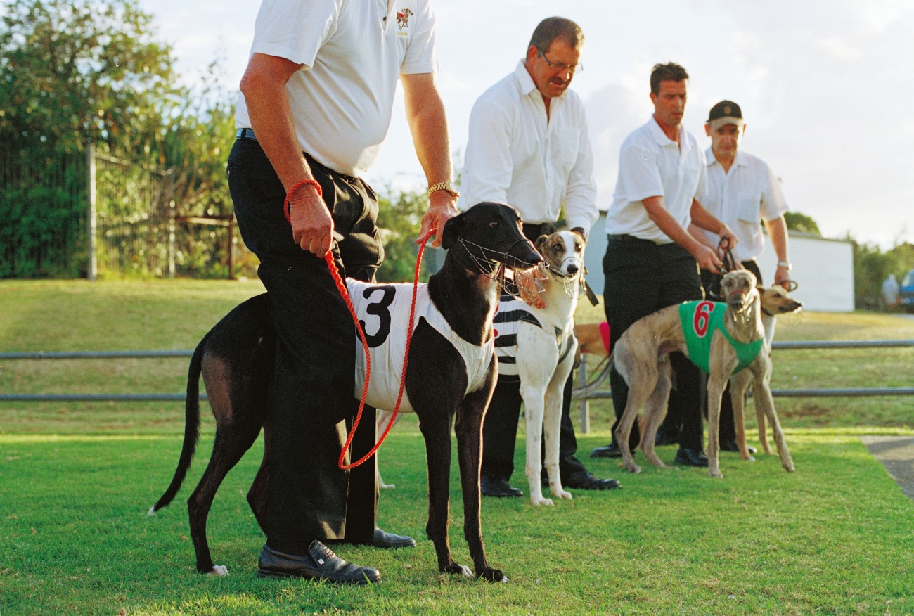 Greyhound Racing | New Zealand Geographic