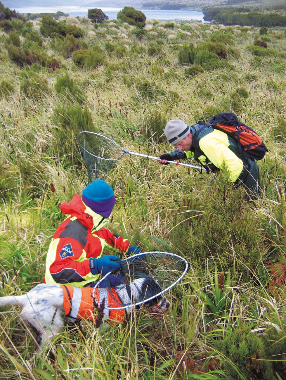 Hunting snipe | New Zealand Geographic
