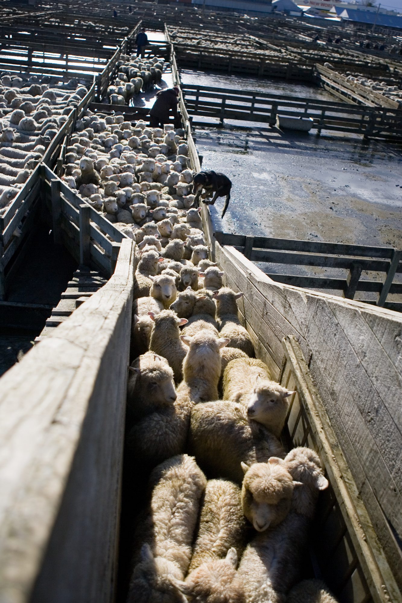 Saleyard | New Zealand Geographic