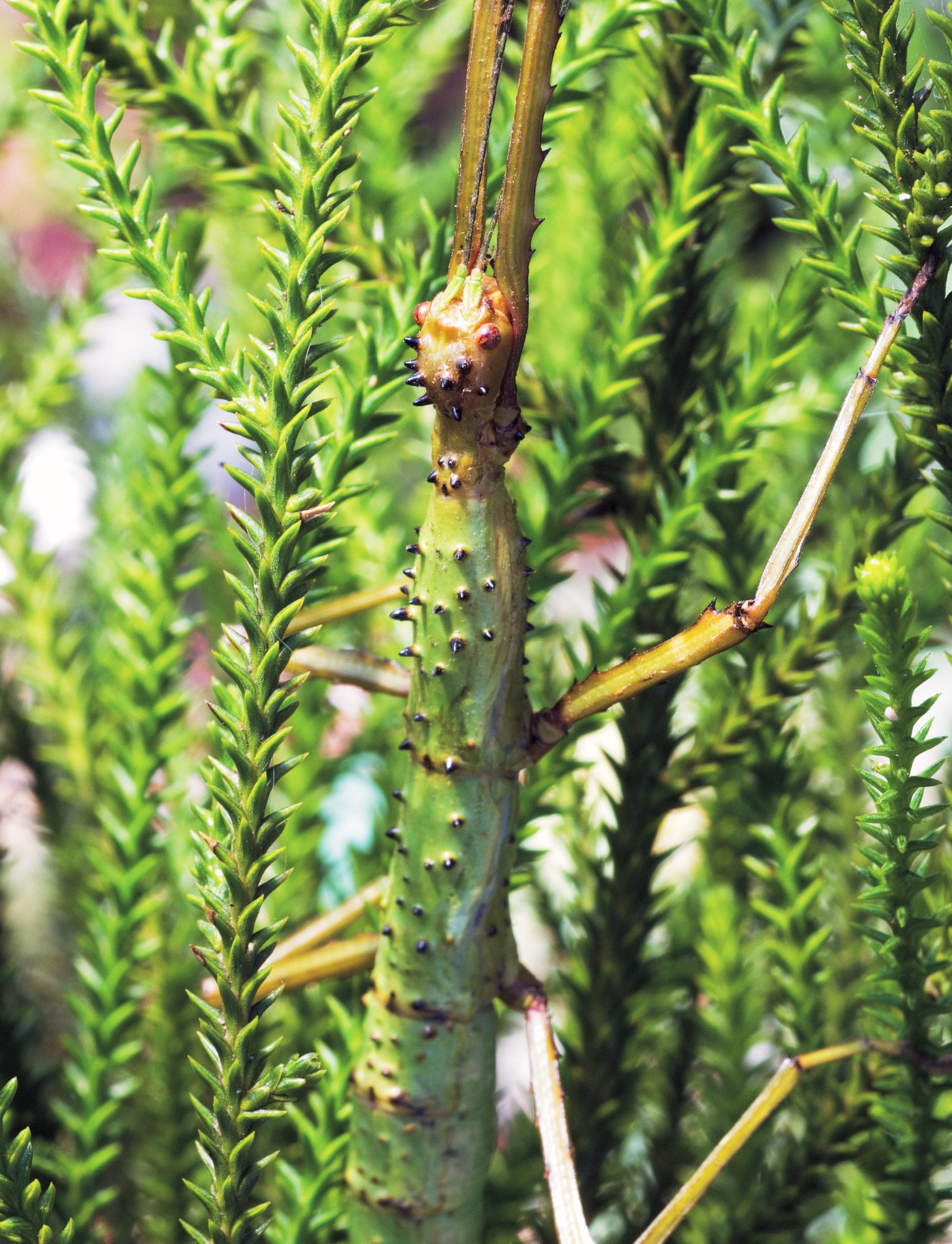 Stick Insects | New Zealand Geographic