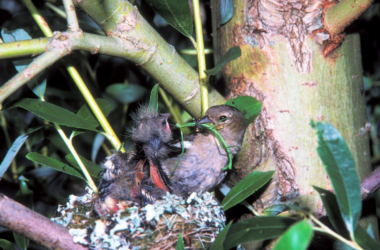 Stick Insects | New Zealand Geographic
