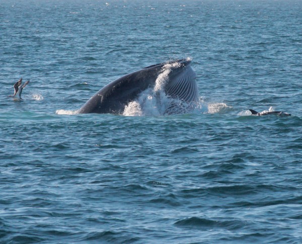 Bryde's whales | New Zealand Geographic