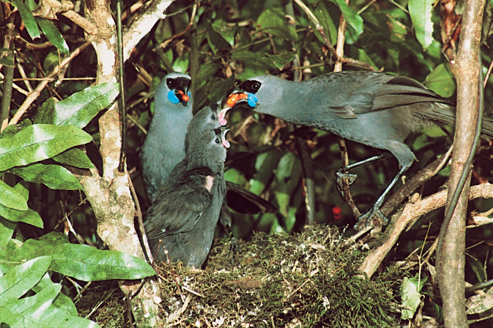 Kokako | New Zealand Geographic